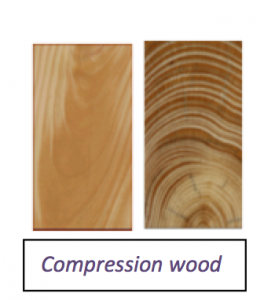 Warp in Dimension Lumber | SPIB Blog | Southern Pine Inspection Bureau